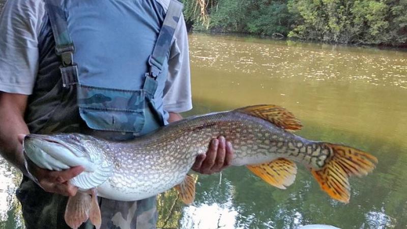 Február 1-jén megkezdődött a csuka fogásának fajlagos tilalmi ideje