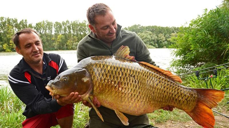 Kapitális halak szombatja, rekordfogás a Körösből – videóval