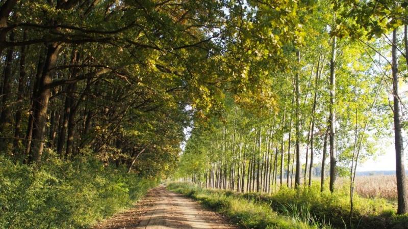 Pályázni lehet a Pósteleki parkerdő üzemeltetésére