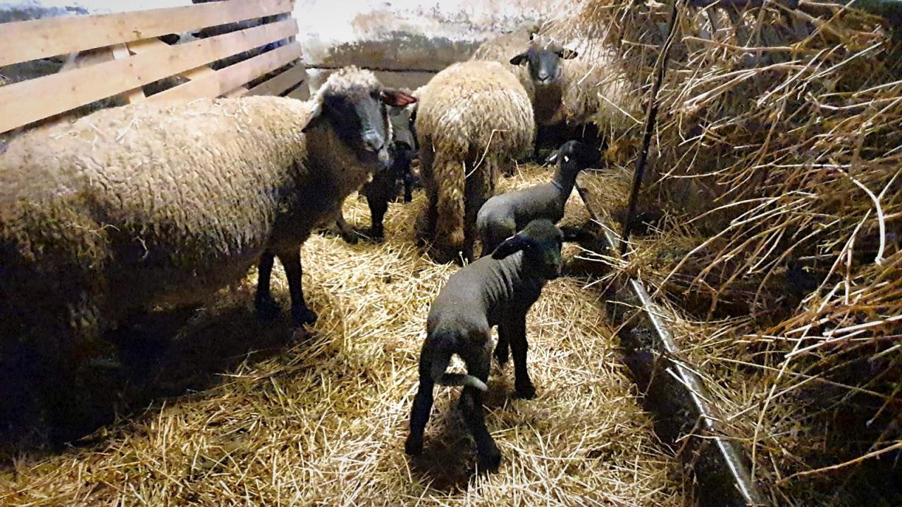 Racka és cigája bárányok születtek a nemzeti parkban