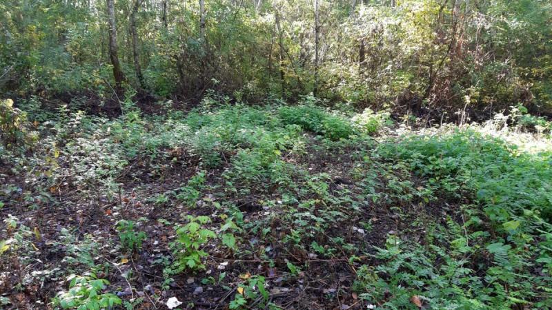 Kísérleti lékek az őshonos, fiatal és középkorú faállományokban