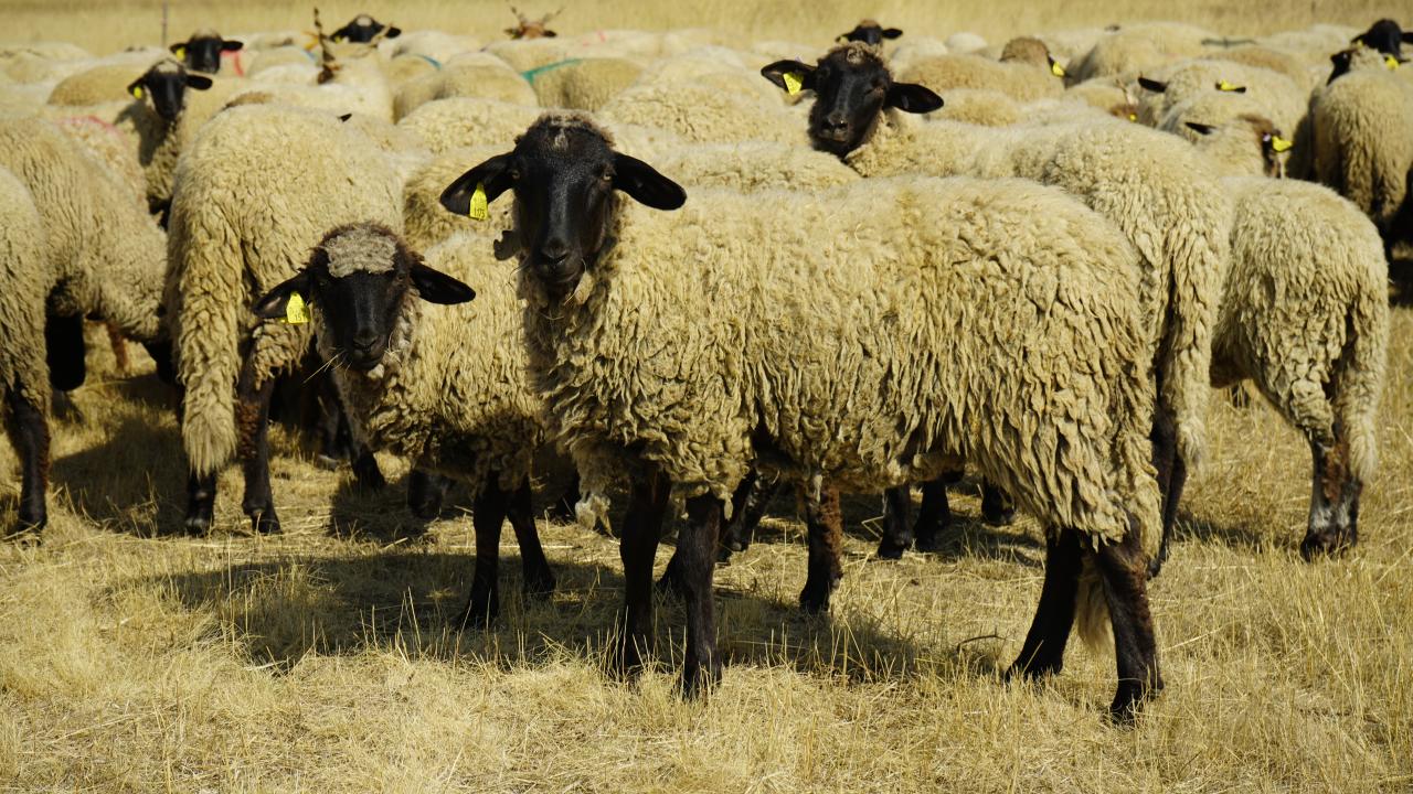 Őshonos fajok a kardoskúti pusztában: a cigája és a rackajuh