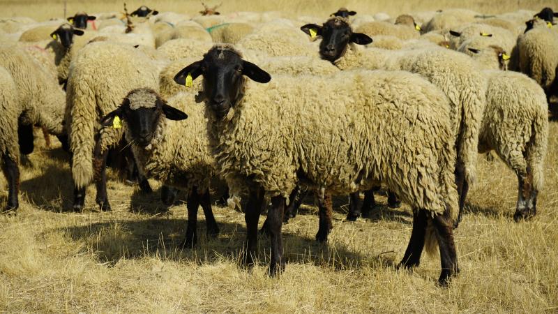 Őshonos fajok a kardoskúti pusztában: a cigája és a rackajuh