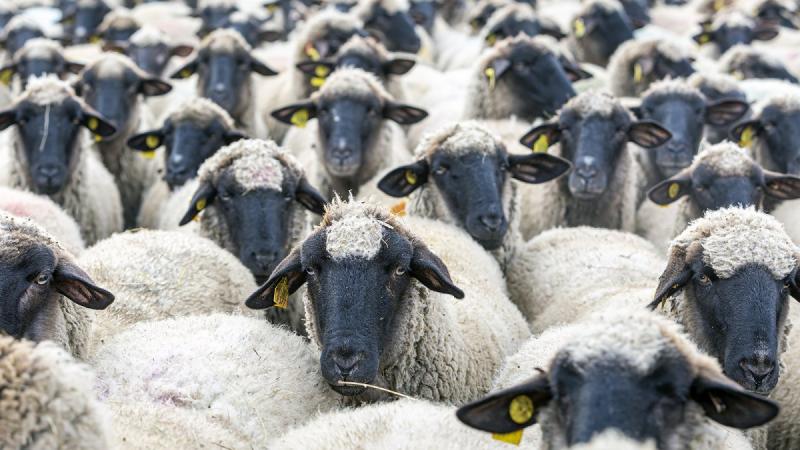 Kilencszáz cigája és racka juh kezdte meg a telelést Kardoskúton